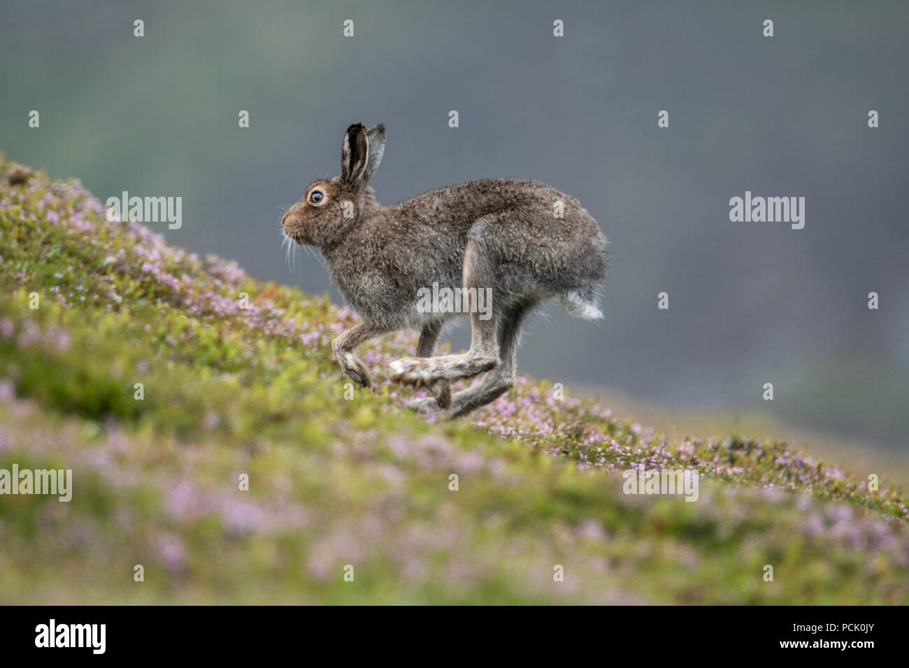 Hare running movement hi-res stock photography and images - Alamy