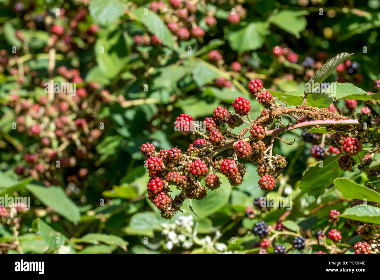 Spiky berries hi-res stock photography and images - Alamy