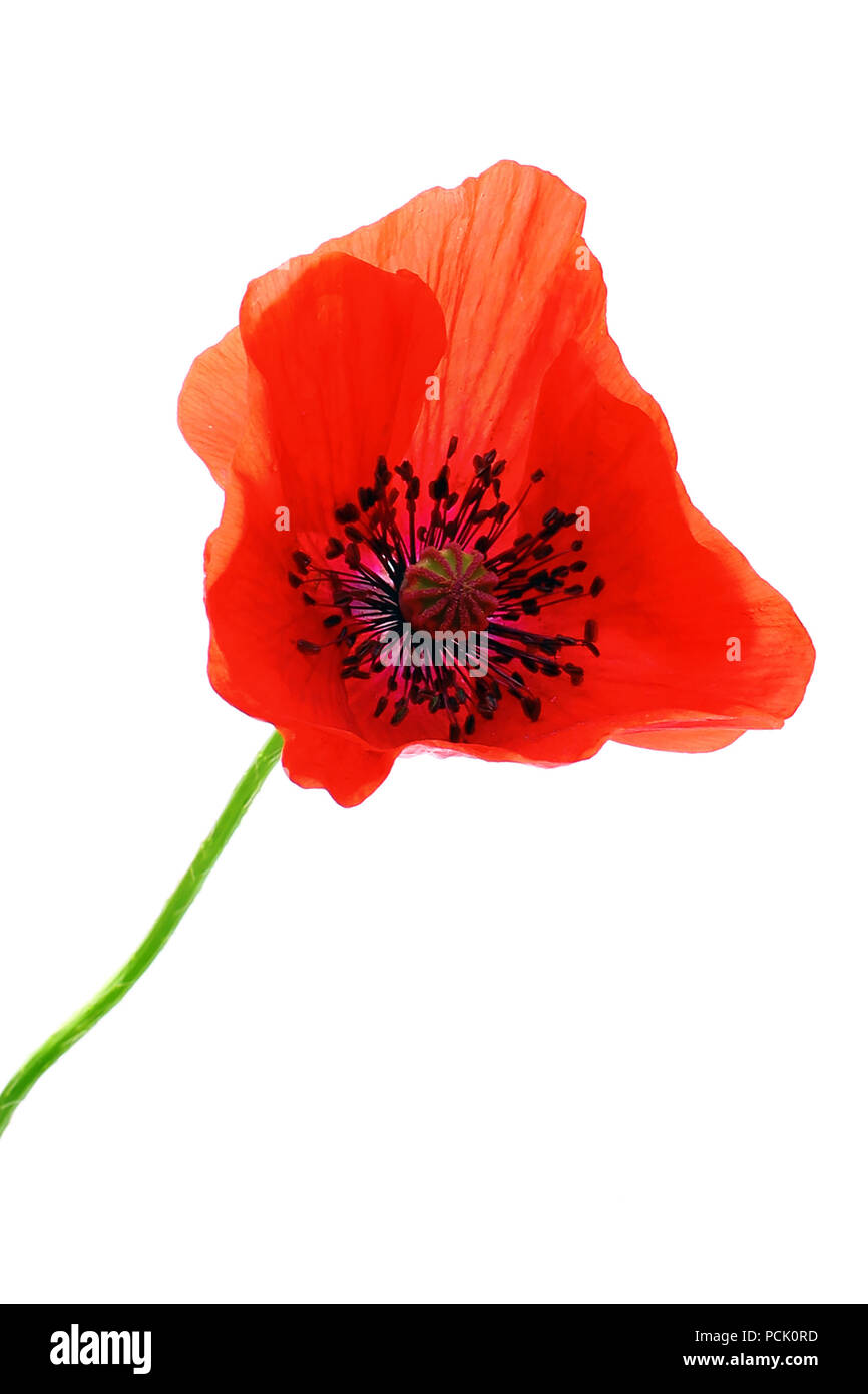Garden red poppy Cut Out Stock Images & Pictures - Alamy