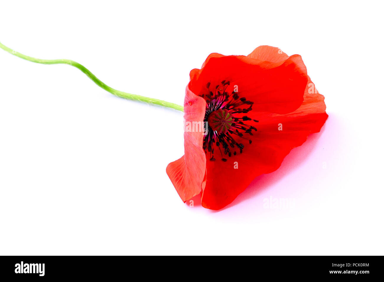 Single poppy on black Cut Out Stock Images & Pictures - Alamy