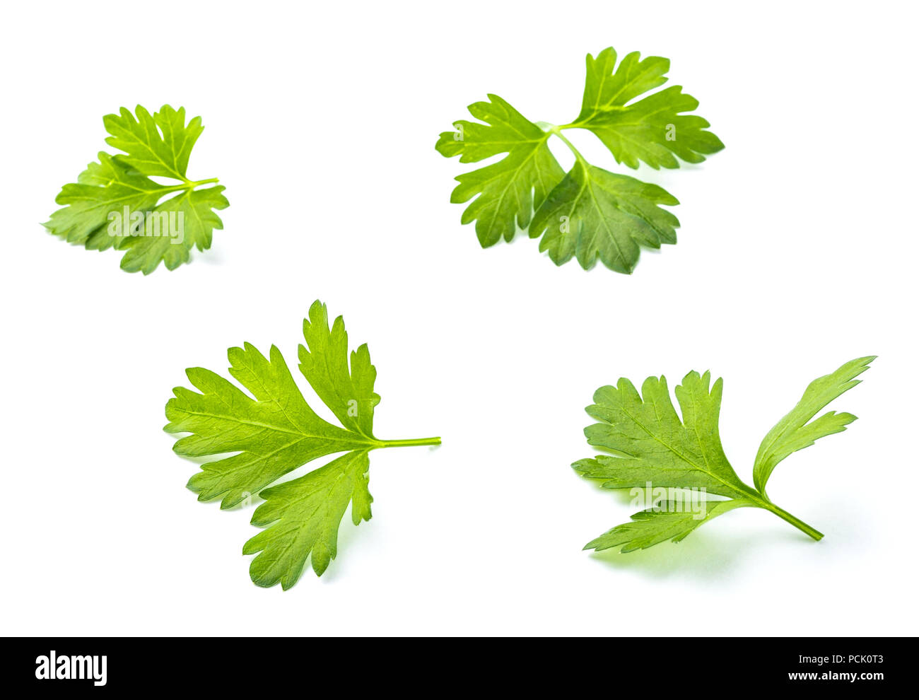 Four leaves of fresh parsley Stock Photo - Alamy