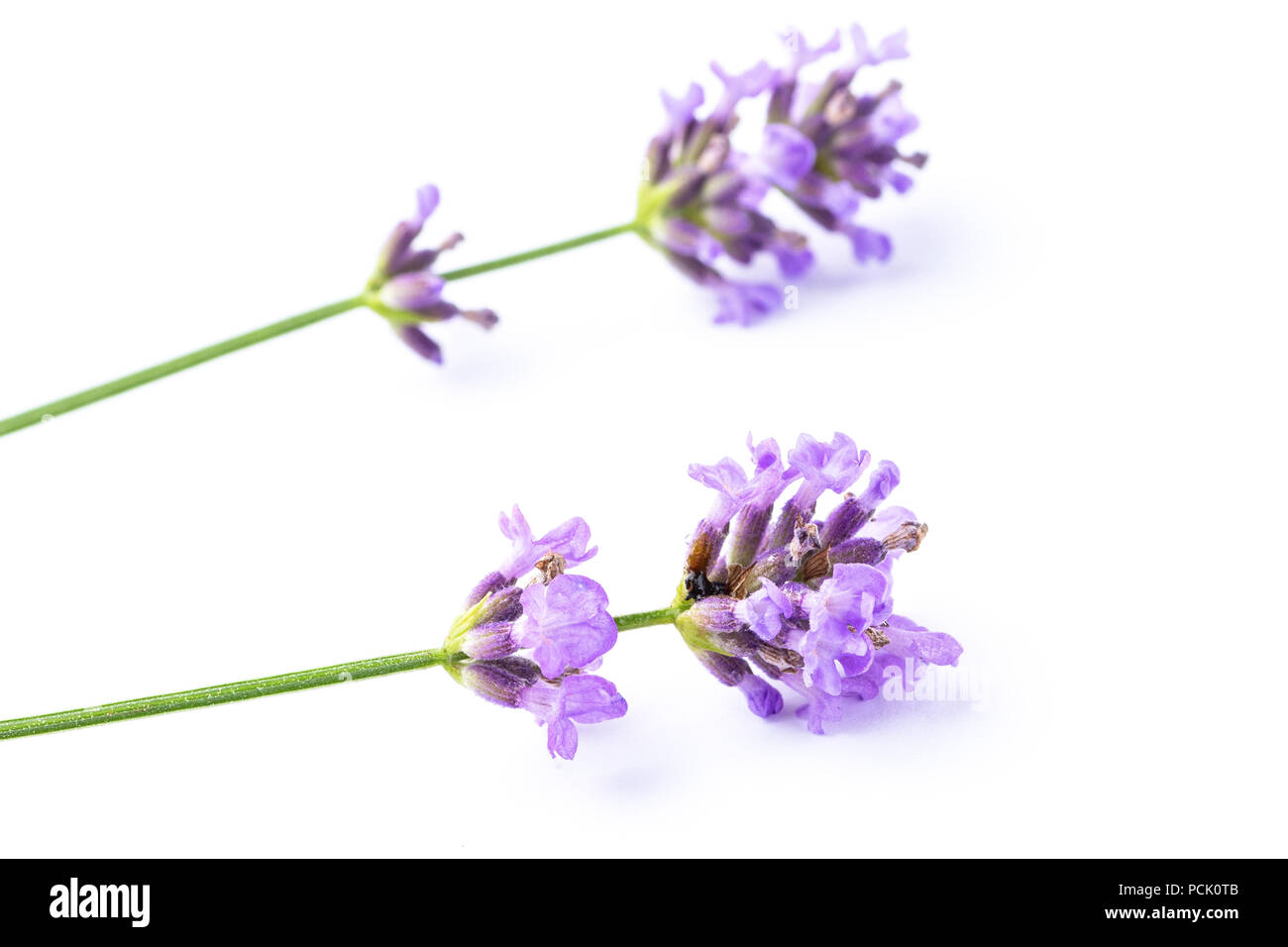 Two lavender branches on white background Stock Photo - Alamy