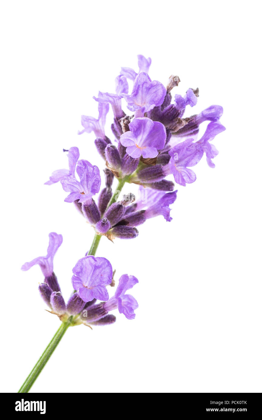 Macro lavender Cut Out Stock Images & Pictures - Alamy