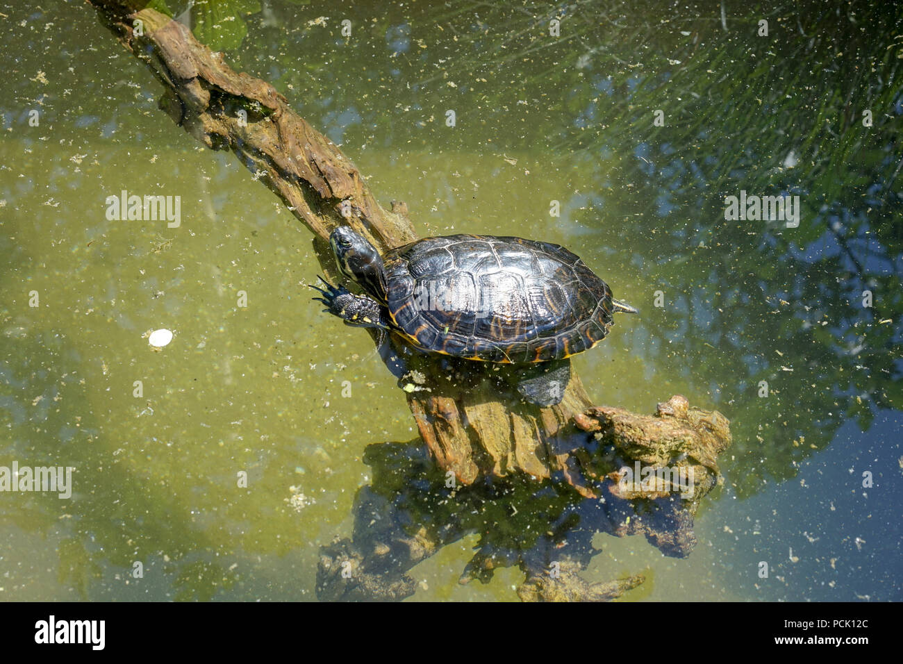 Painted turtle swimming amphibian hi-res stock photography and images ...