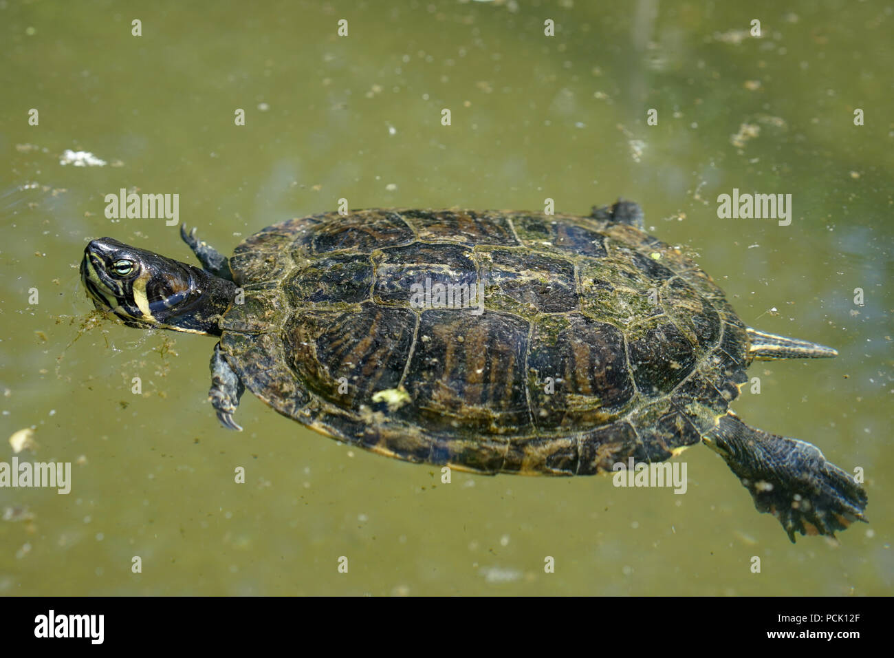 single small turtle swimming in pond water Stock Photo - Alamy