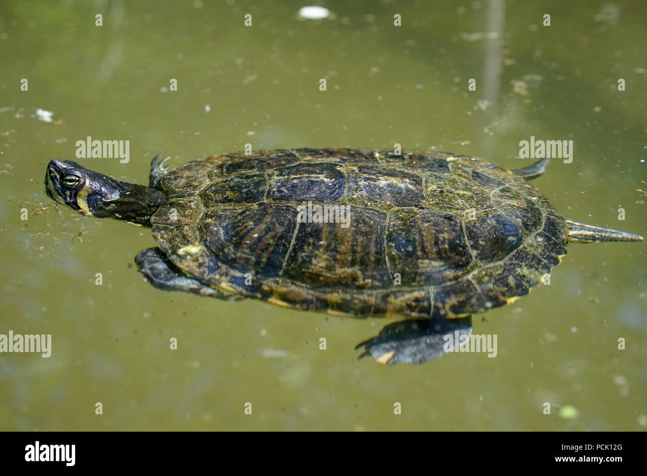 Painted turtle swimming amphibian hi-res stock photography and images ...