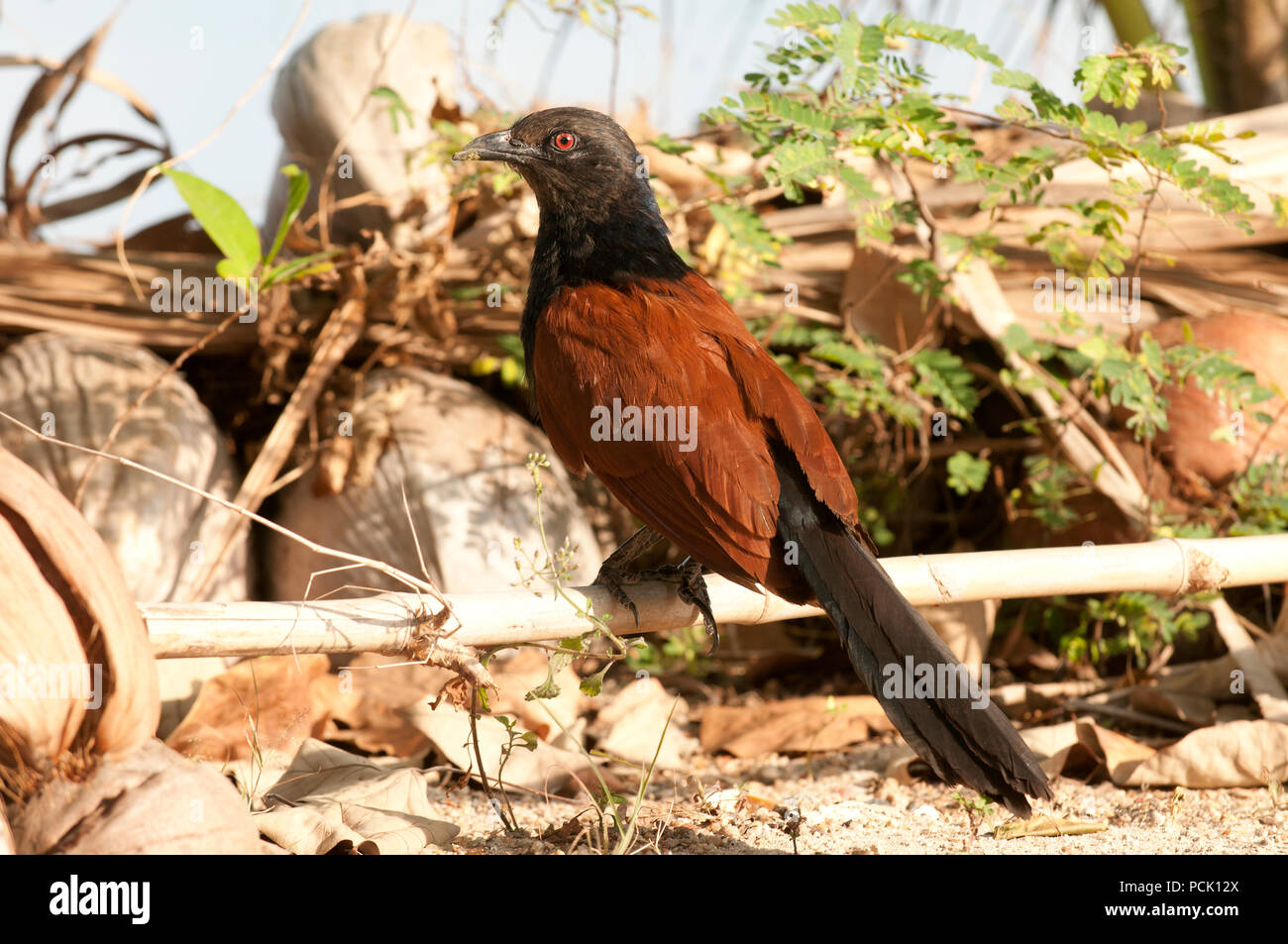Centropus sinensis hi-res stock photography and images - Alamy