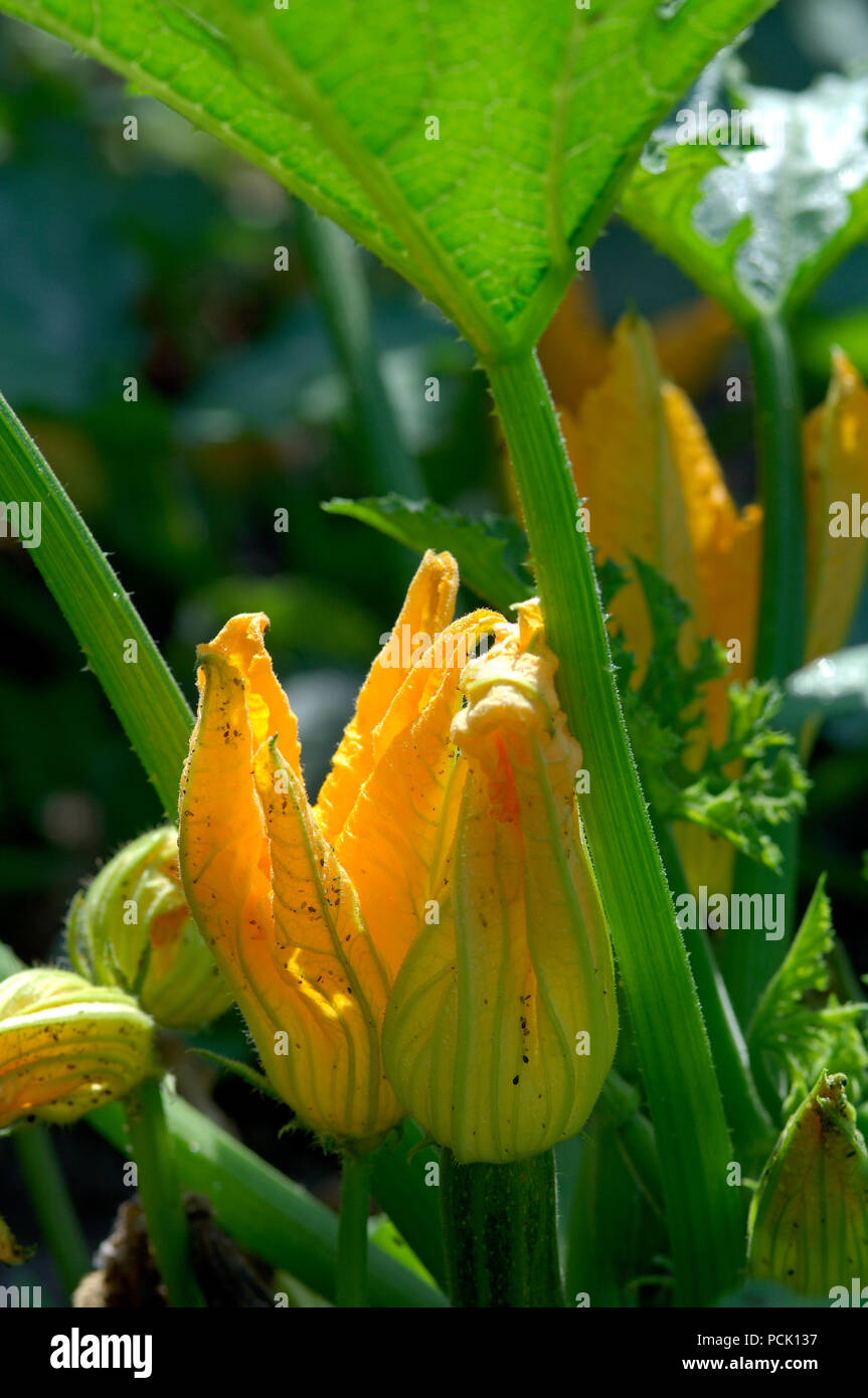 Zucchini - Flowering (Cucurbita sp.) Courgette - Floraison Stock Photo ...