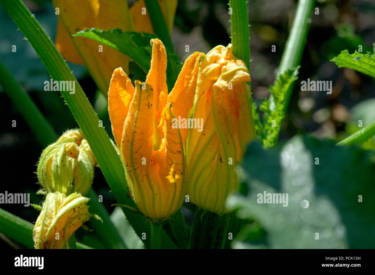 Zucchini - Flowering (Cucurbita sp.) Courgette - Floraison Stock Photo ...