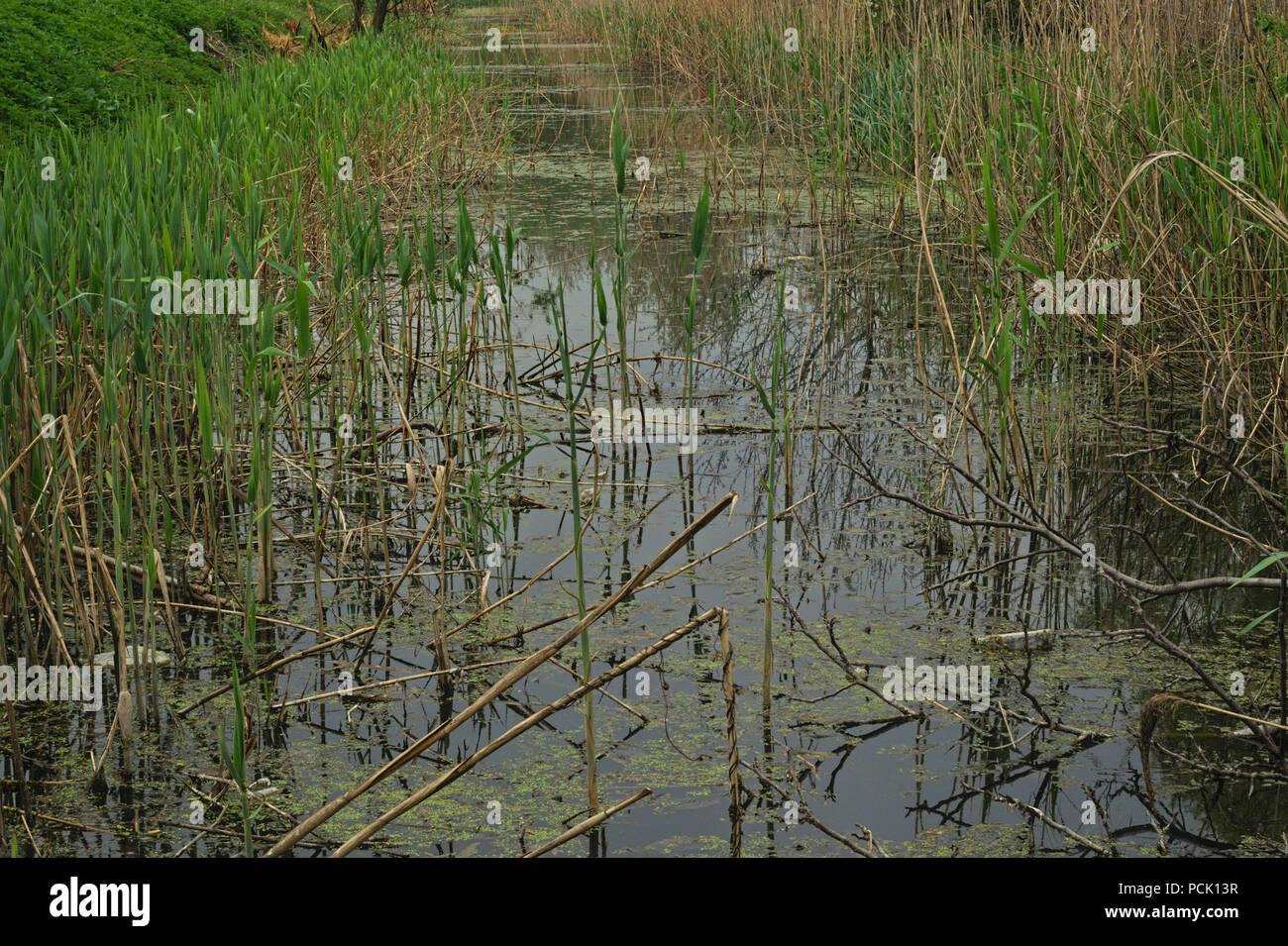 Cane grows hi-res stock photography and images - Alamy