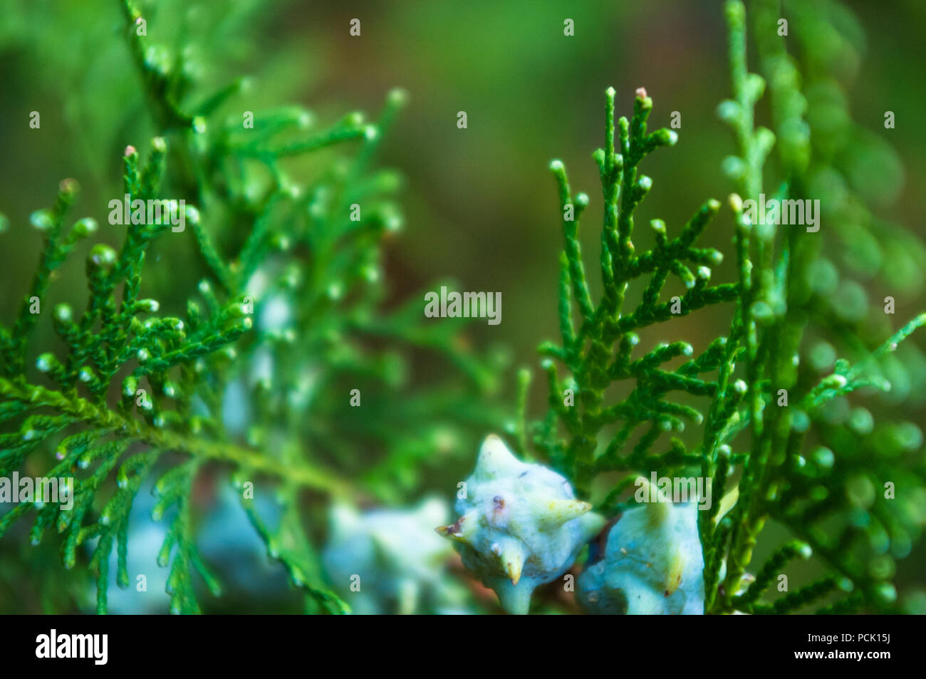 Incense cedar tree Calocedrus decurrens branch close up. Thuja cones ...