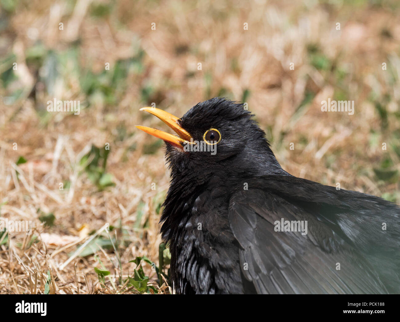 Blackbird, Turdus merula, portrait of single adult male sunning in hot ...