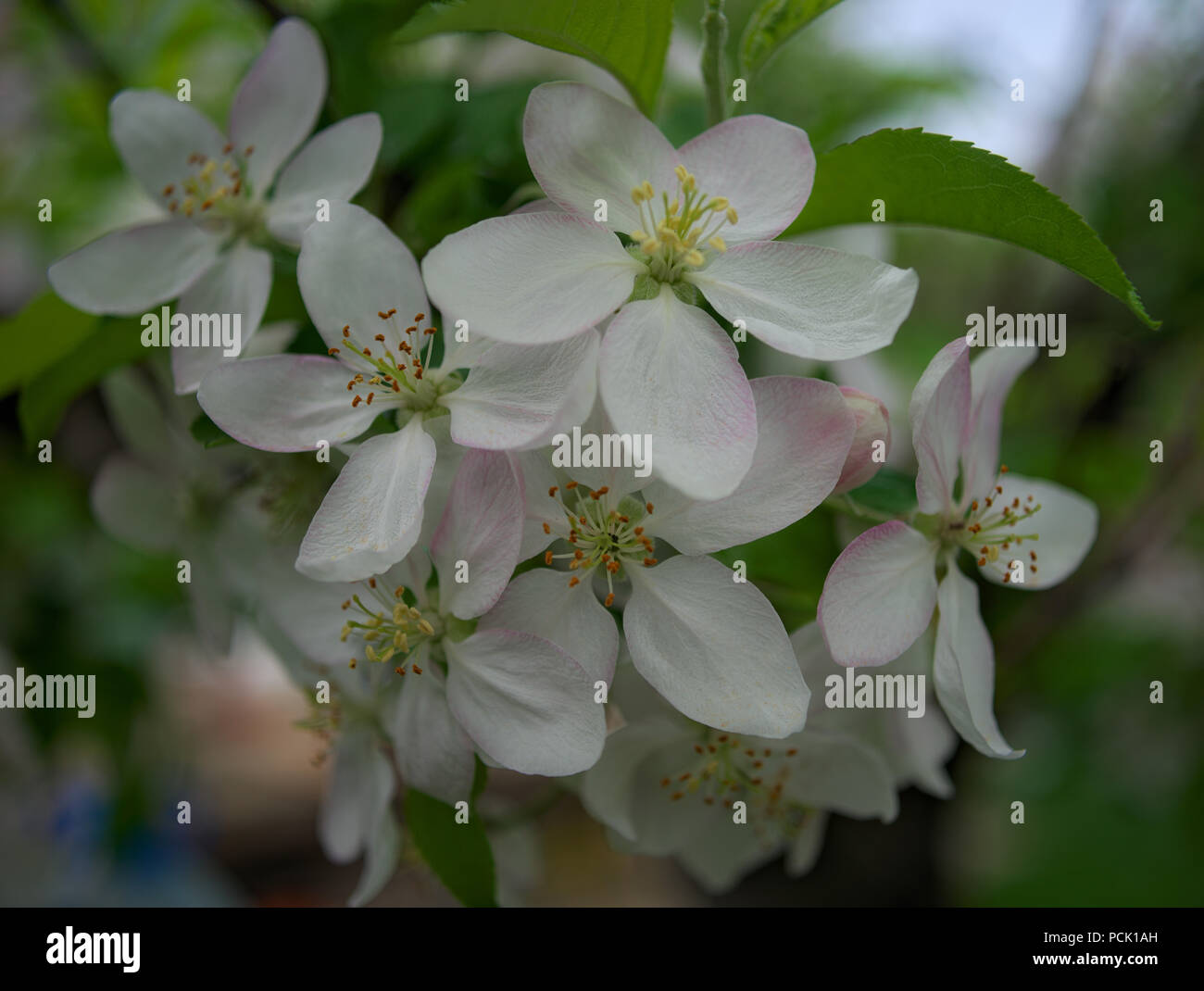 Cherry flowers in full bloom during spring time, close up Stock Photo ...