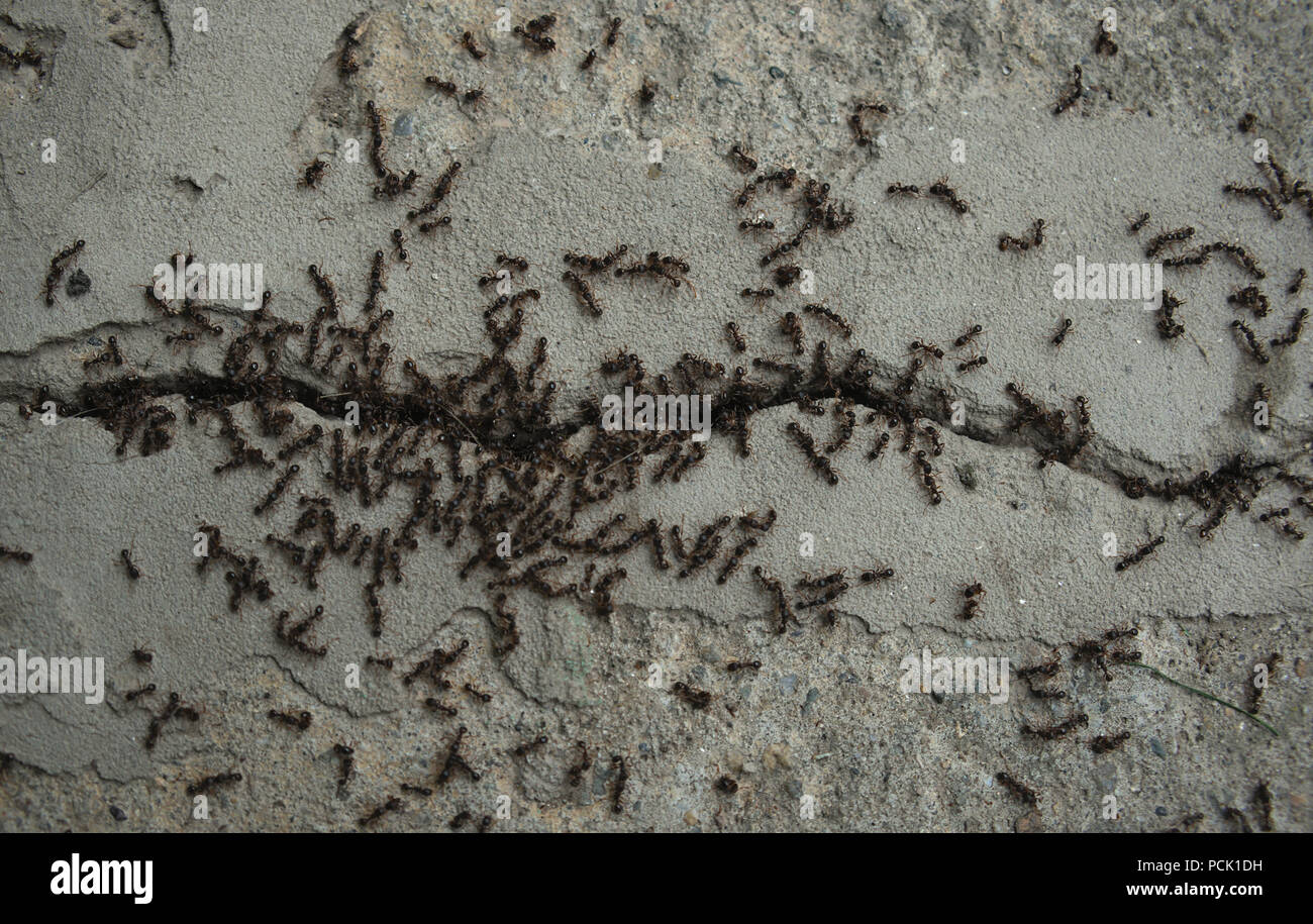 Bunch of ants fighting on concrete floor Stock Photo - Alamy