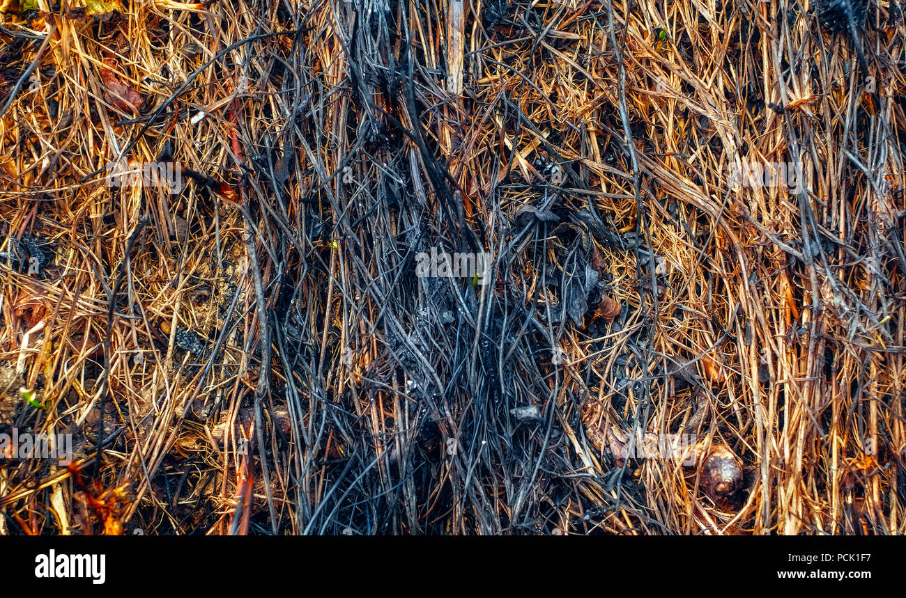 Burned black yellow grass texture hi-res stock photography and images ...