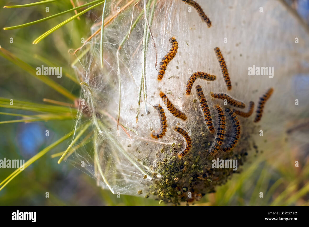 Death of caterpillars hi-res stock photography and images - Alamy