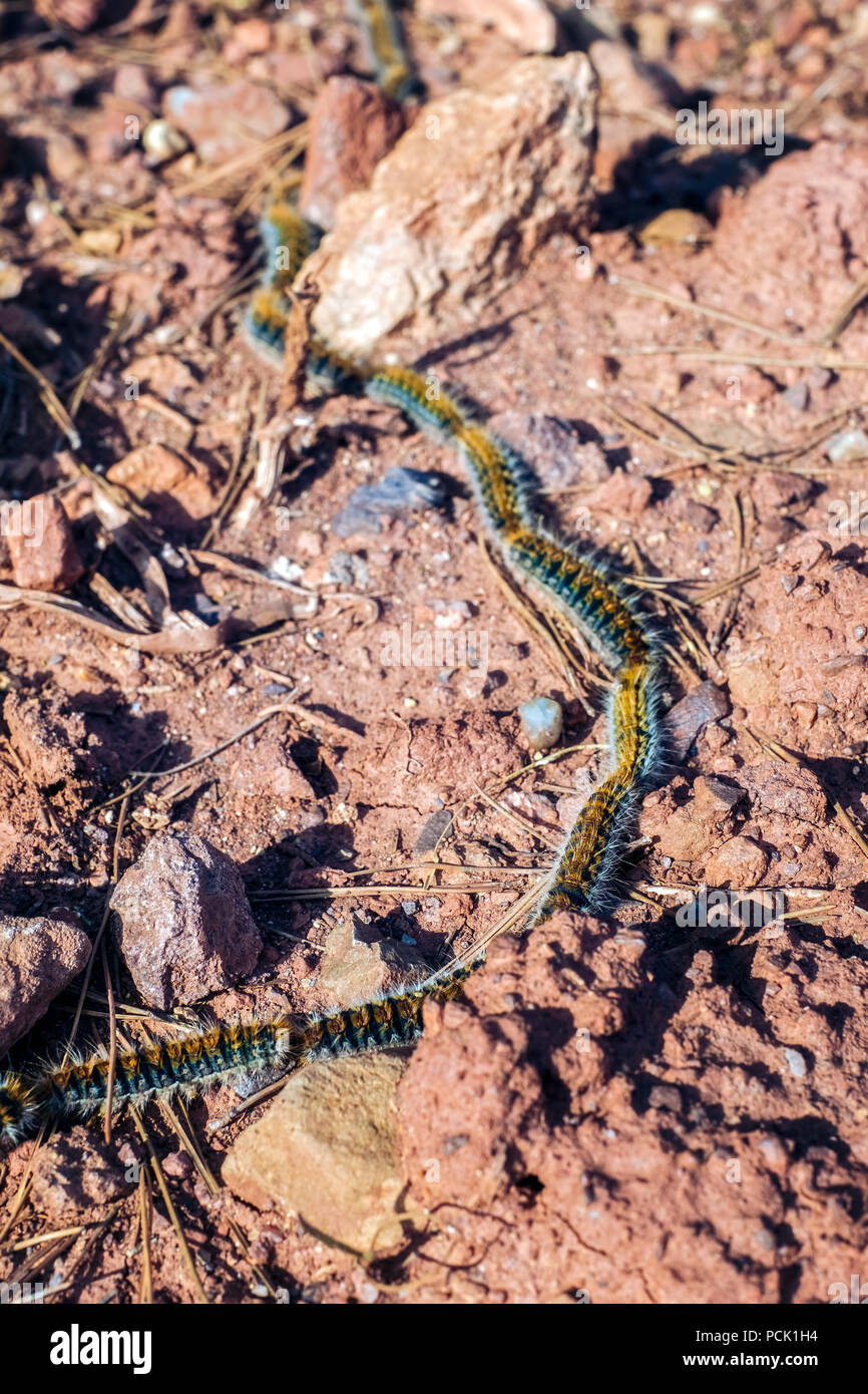 Processional caterpillar hi-res stock photography and images - Alamy