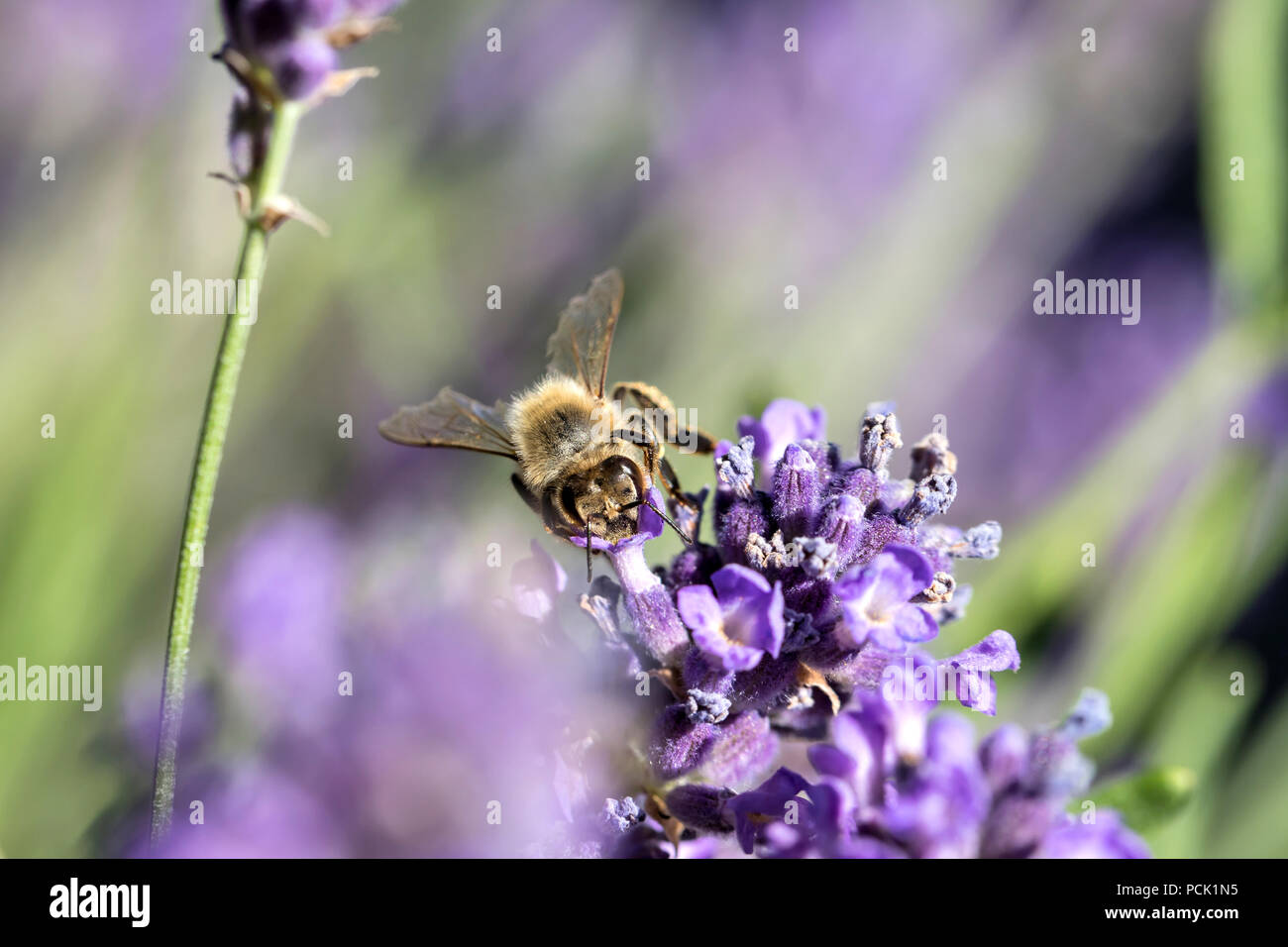 western honey bee (Apis mellifera) on lavender Stock Photo - Alamy