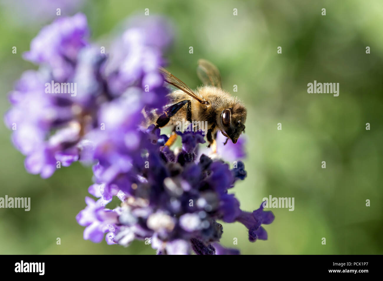 western honey bee (Apis mellifera) on lavender Stock Photo - Alamy
