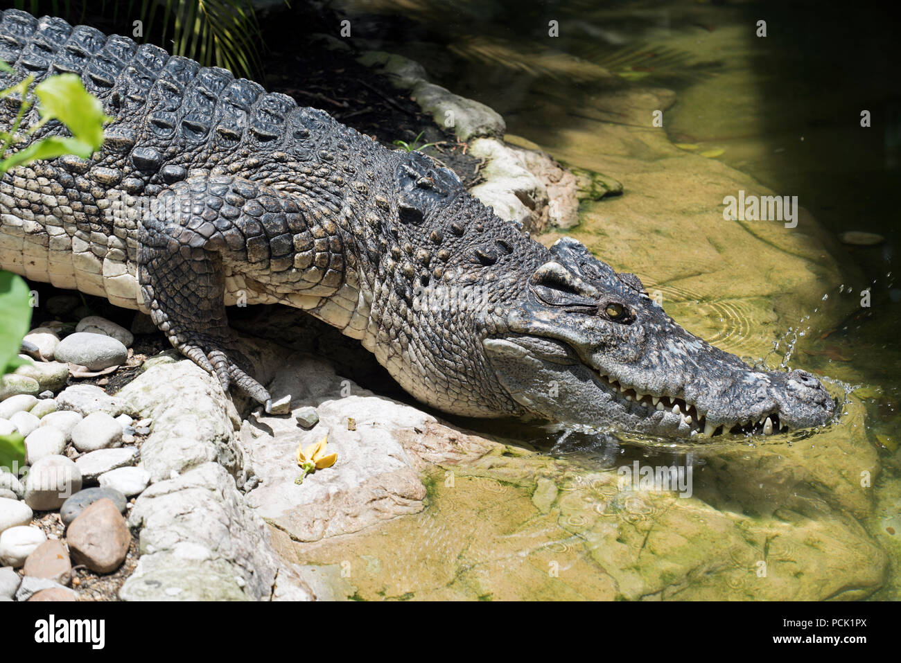 Siamese Crocodile going in the water(Crocodylus siamensis), Thailand ...