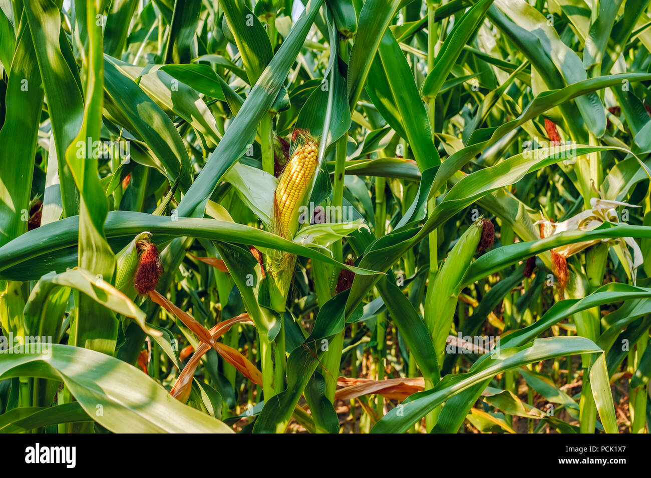 Close up view healthy cornfield hi-res stock photography and images - Alamy