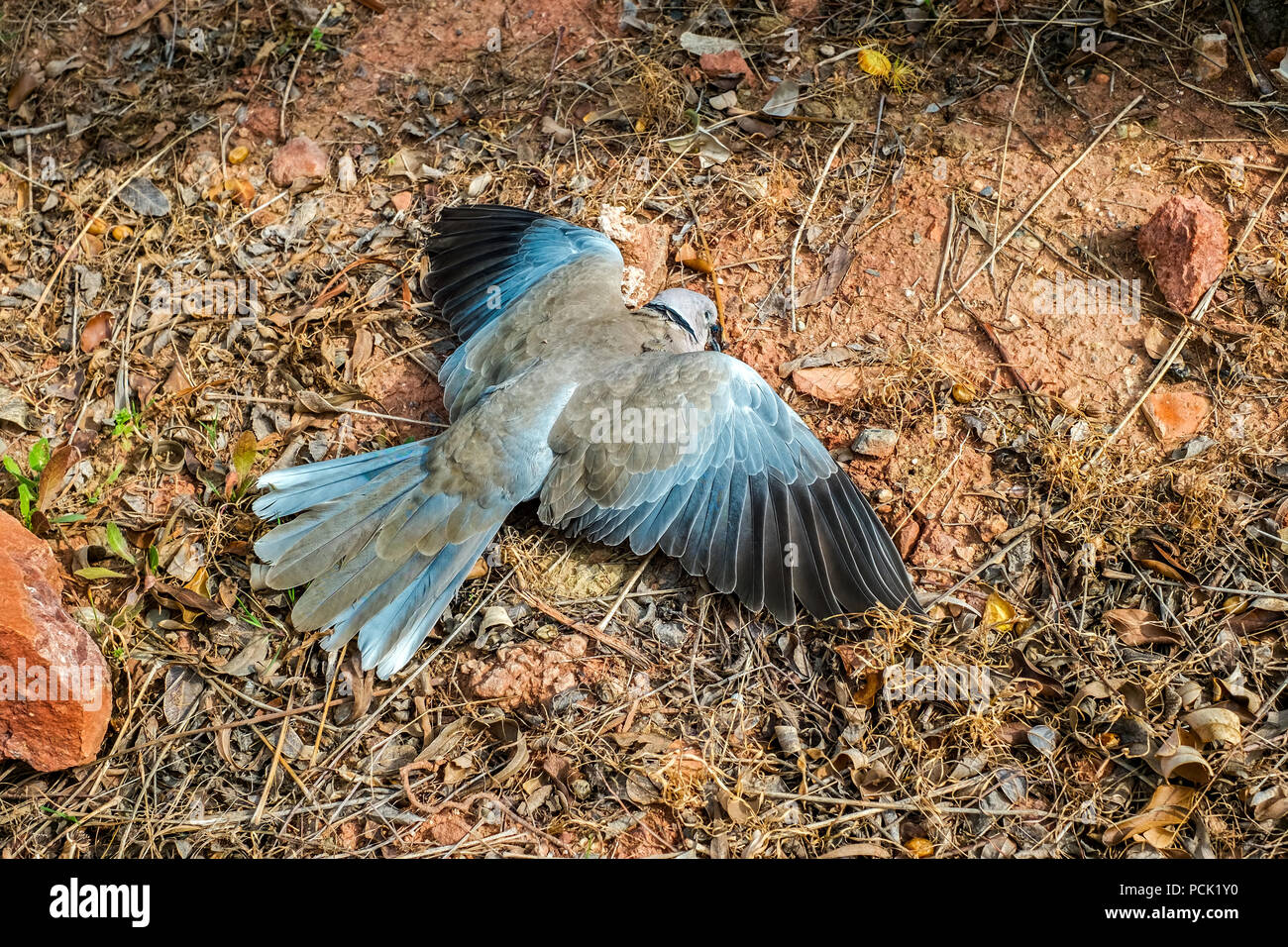 Dead dove in nature Stock Photo - Alamy