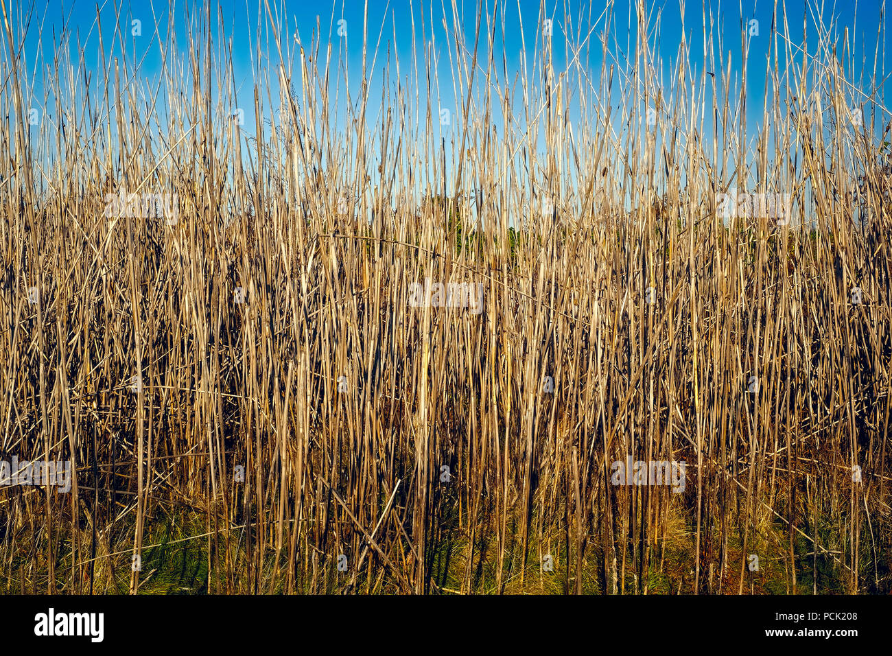 Dried reed field Stock Photo - Alamy