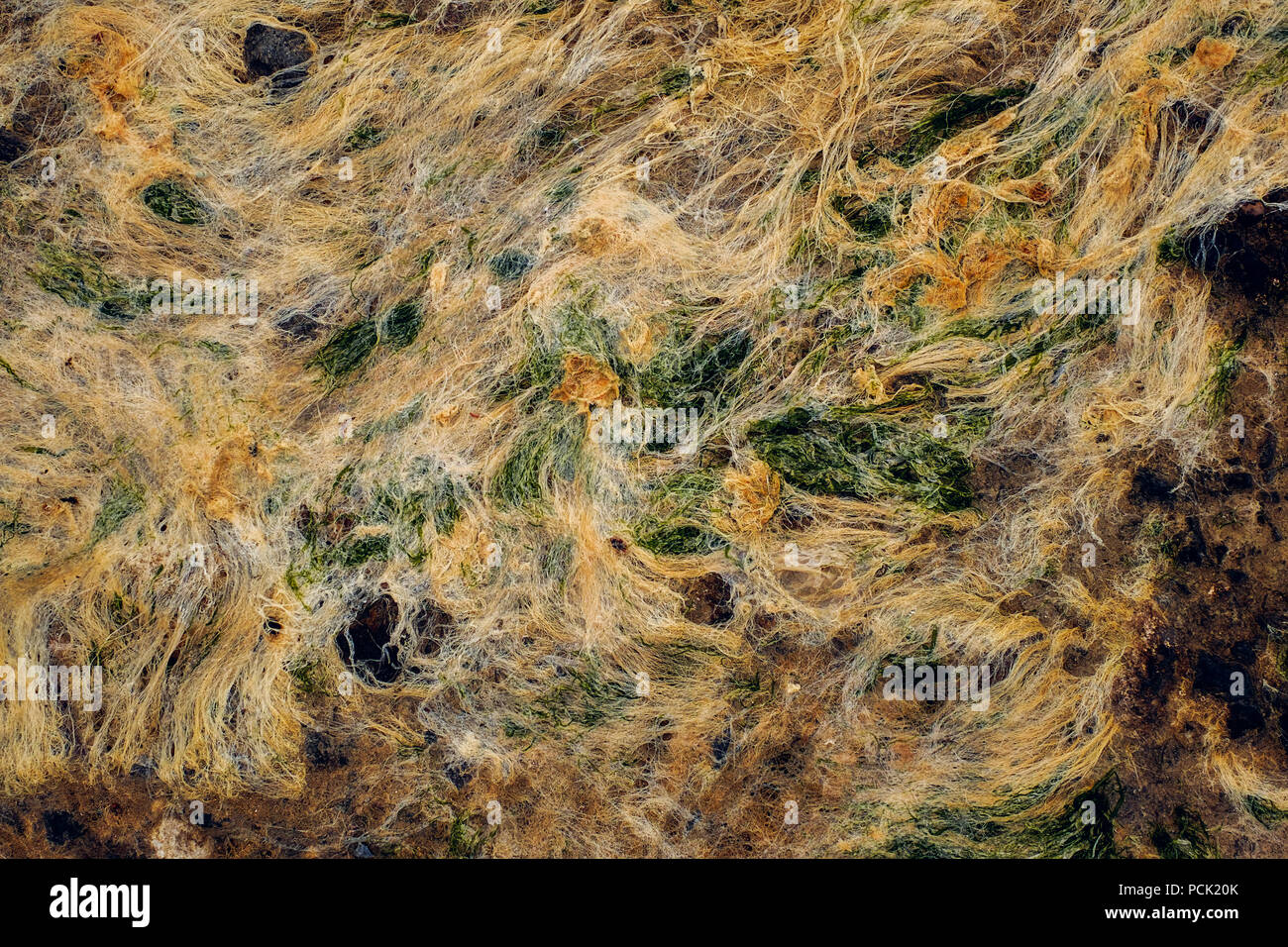 dry algae on shore Stock Photo - Alamy
