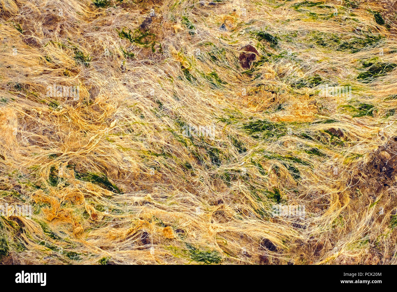 dry algae on shore Stock Photo - Alamy