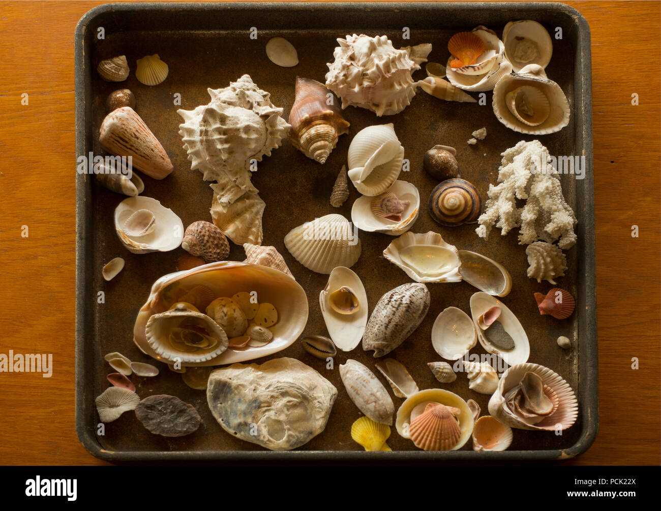 seashell still life Stock Photo - Alamy
