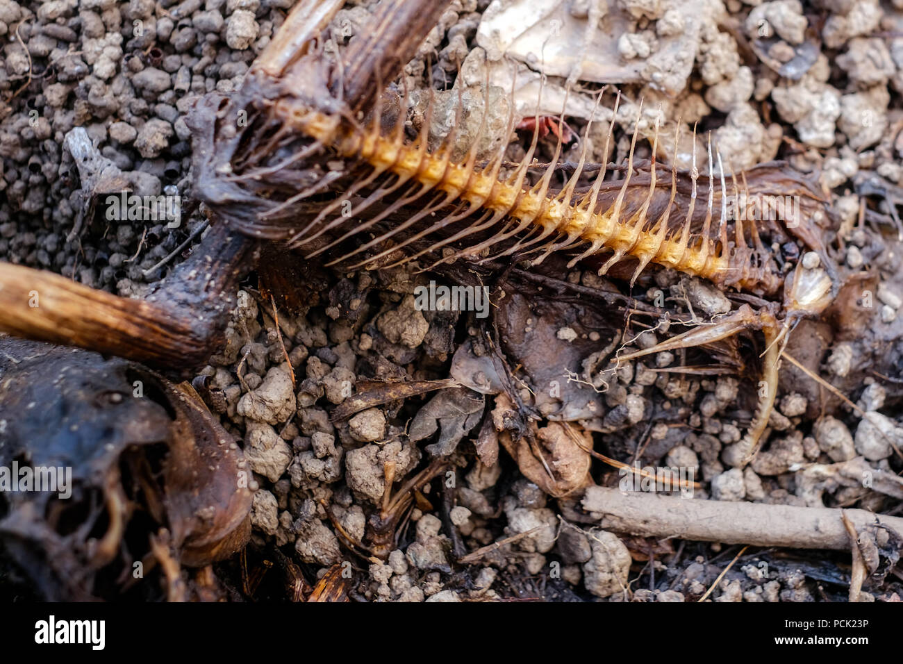 Skeleton fish environmental pollution hi-res stock photography and ...