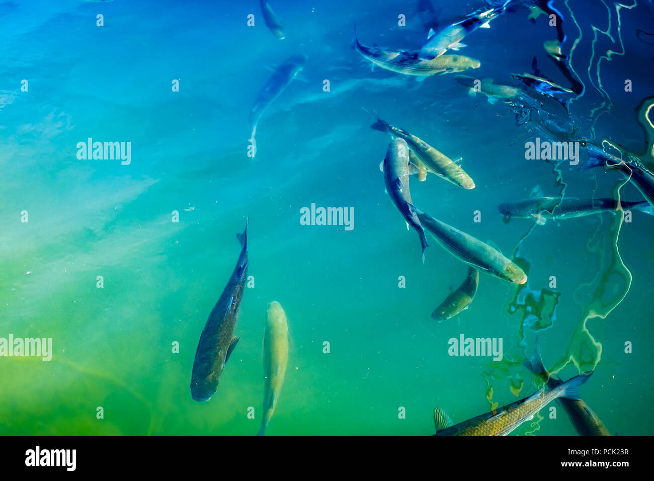 fish in water Stock Photo - Alamy