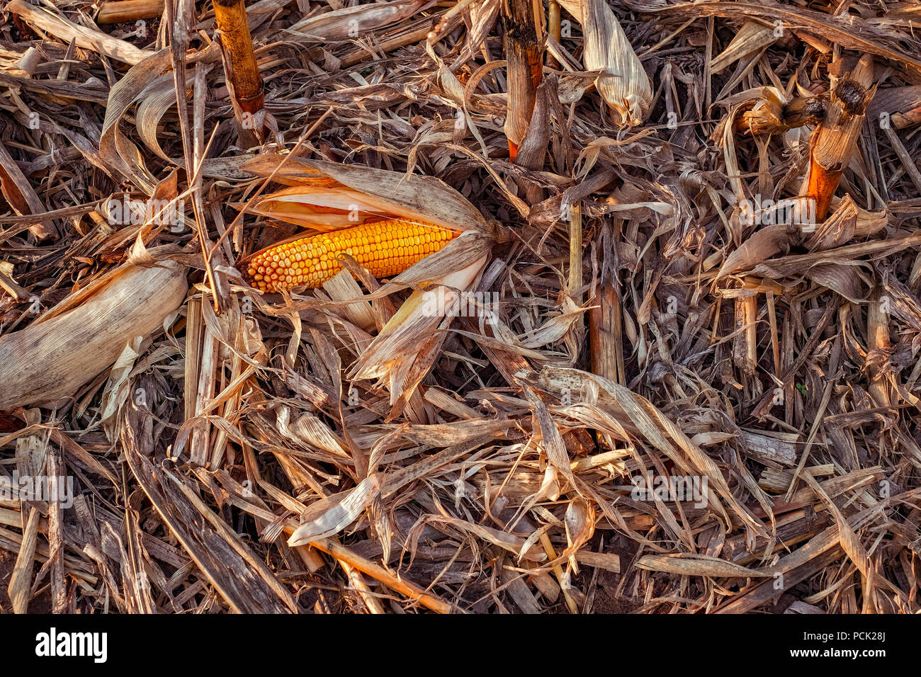 Leftover corn cob after threshing Stock Photo - Alamy