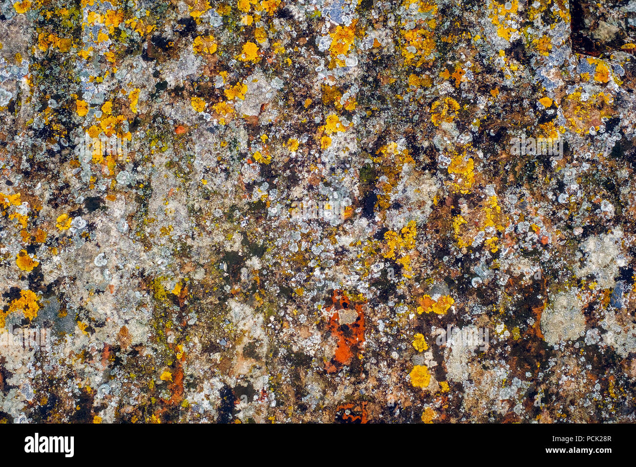 lichens on stone Stock Photo - Alamy
