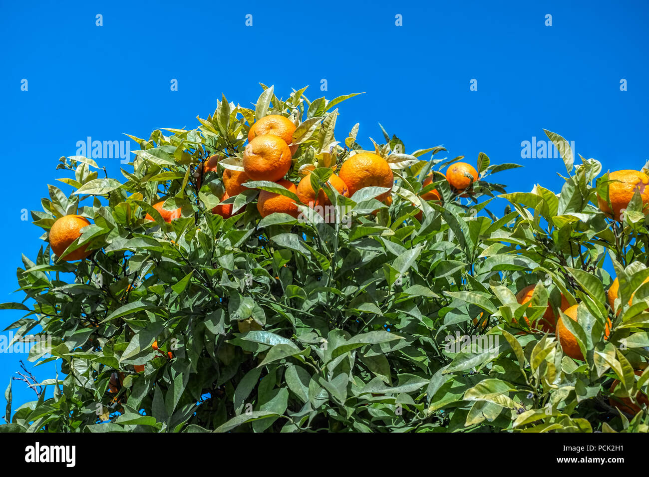 Orange trees crete greece hi-res stock photography and images - Alamy