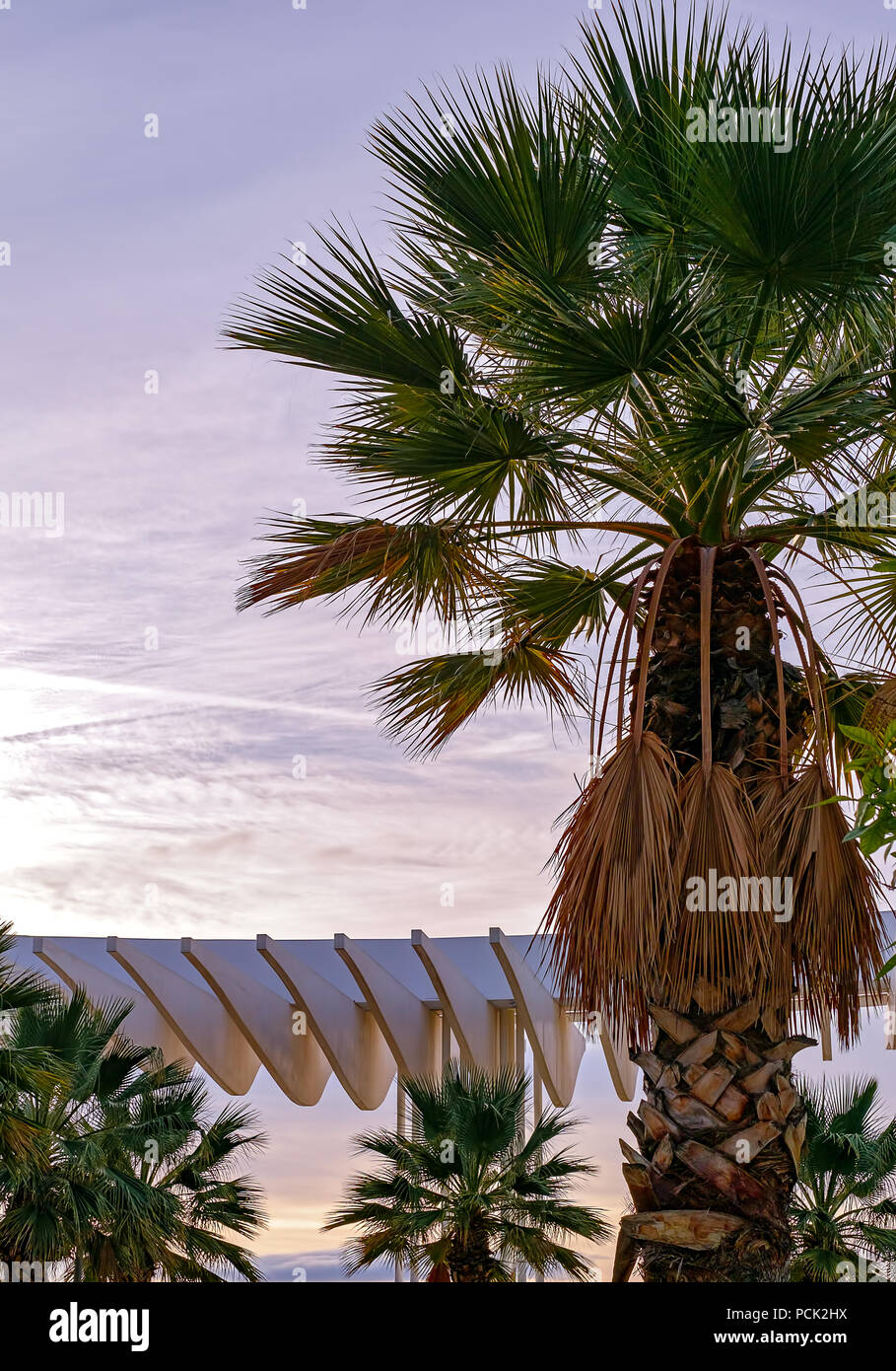 Palm trunk construction hi-res stock photography and images - Alamy