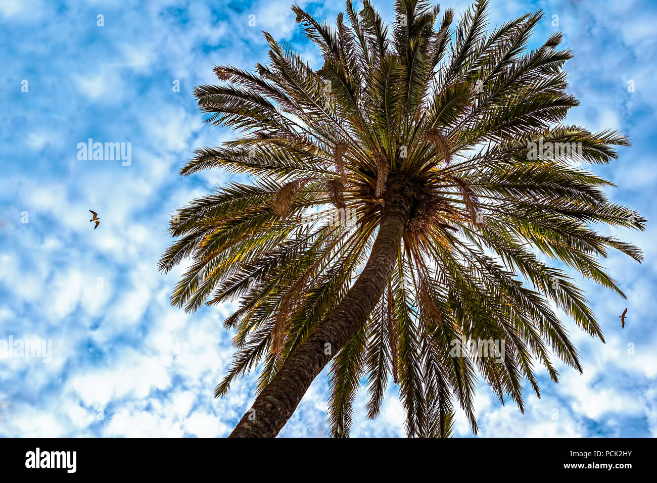 Palm tree bottom up Stock Photo - Alamy