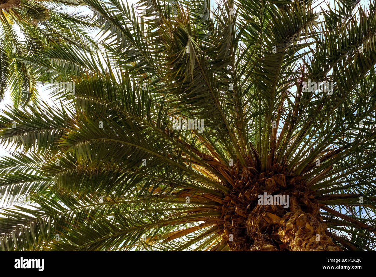 Palm tree bottom up Stock Photo - Alamy