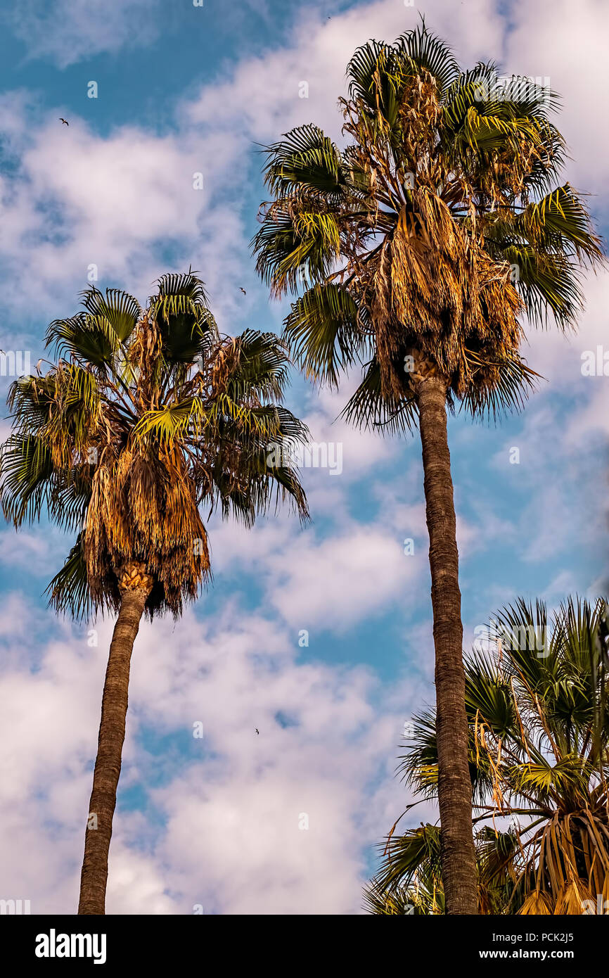 palm tree close up Stock Photo - Alamy
