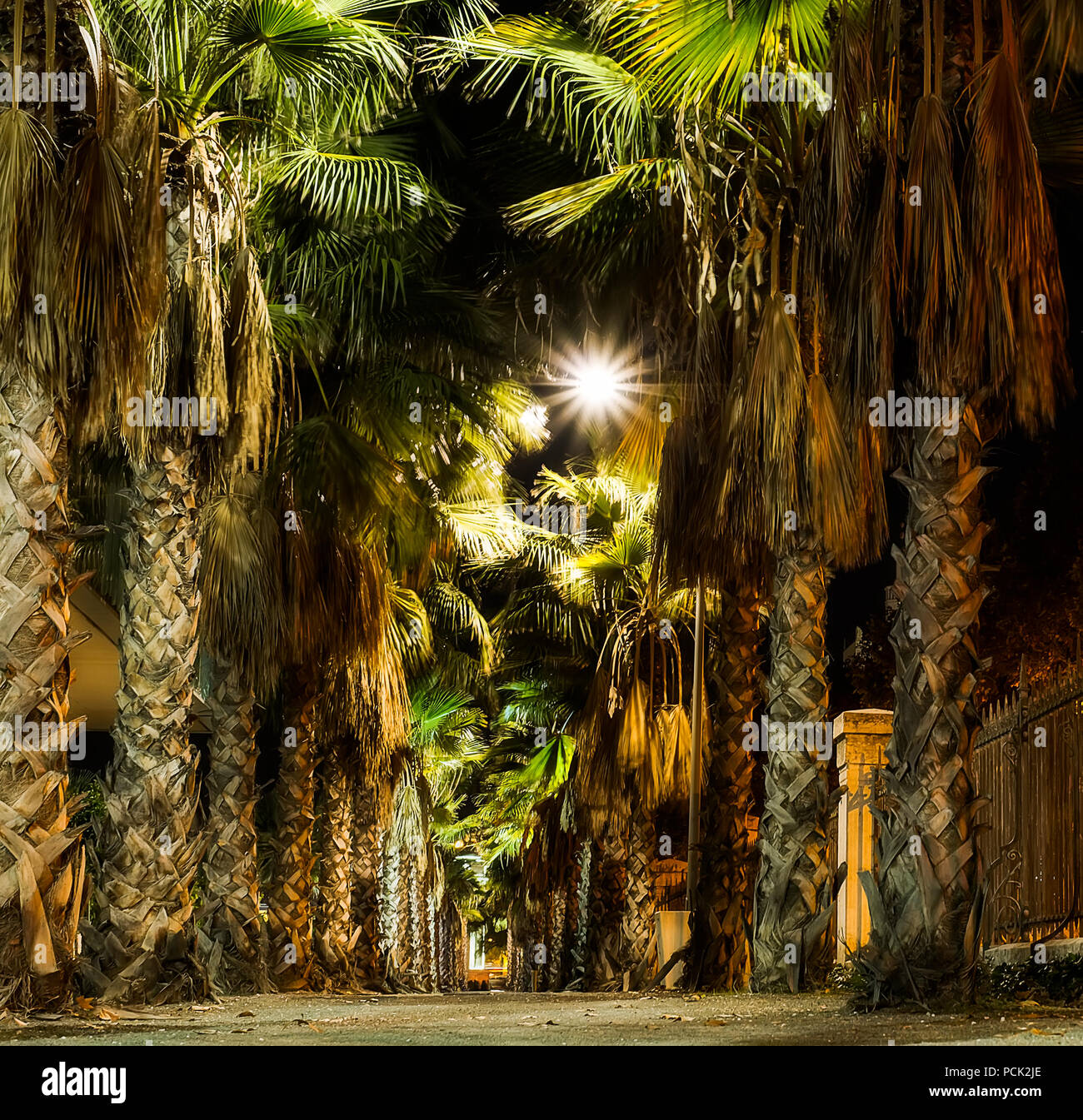 palm tree in night Stock Photo - Alamy