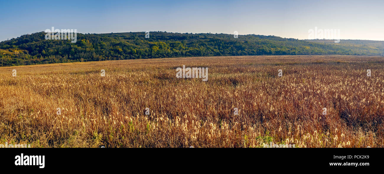 Panorama of dried reed field Stock Photo - Alamy