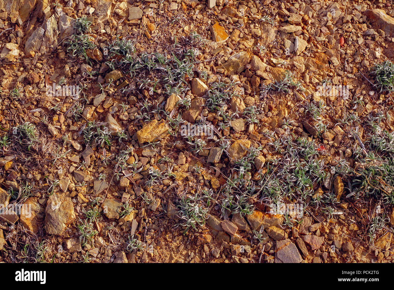 red soil with grass Stock Photo - Alamy