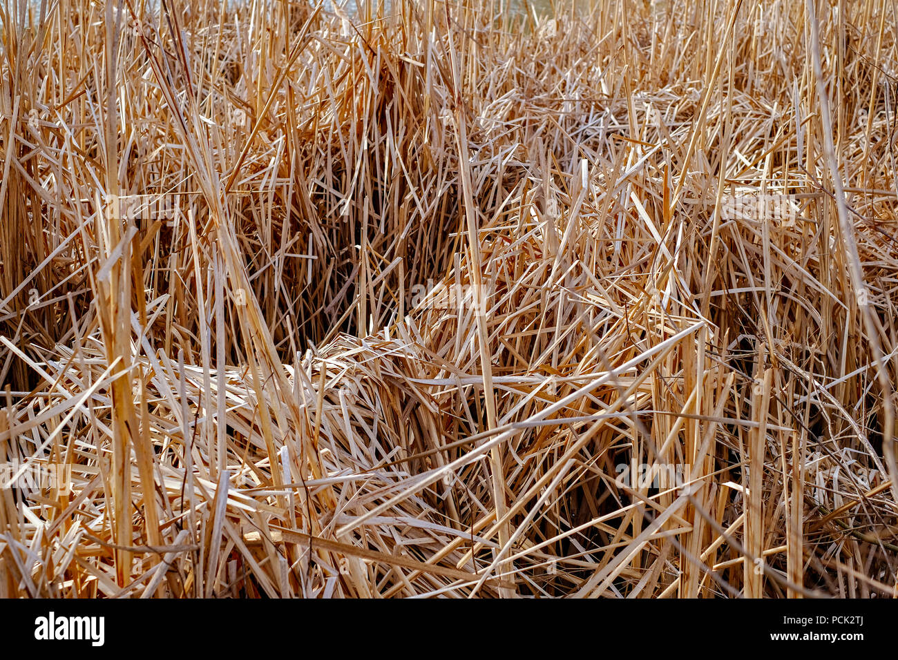 reed dry areas Stock Photo - Alamy