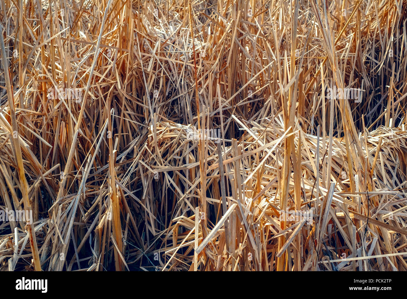 reed dry areas Stock Photo - Alamy