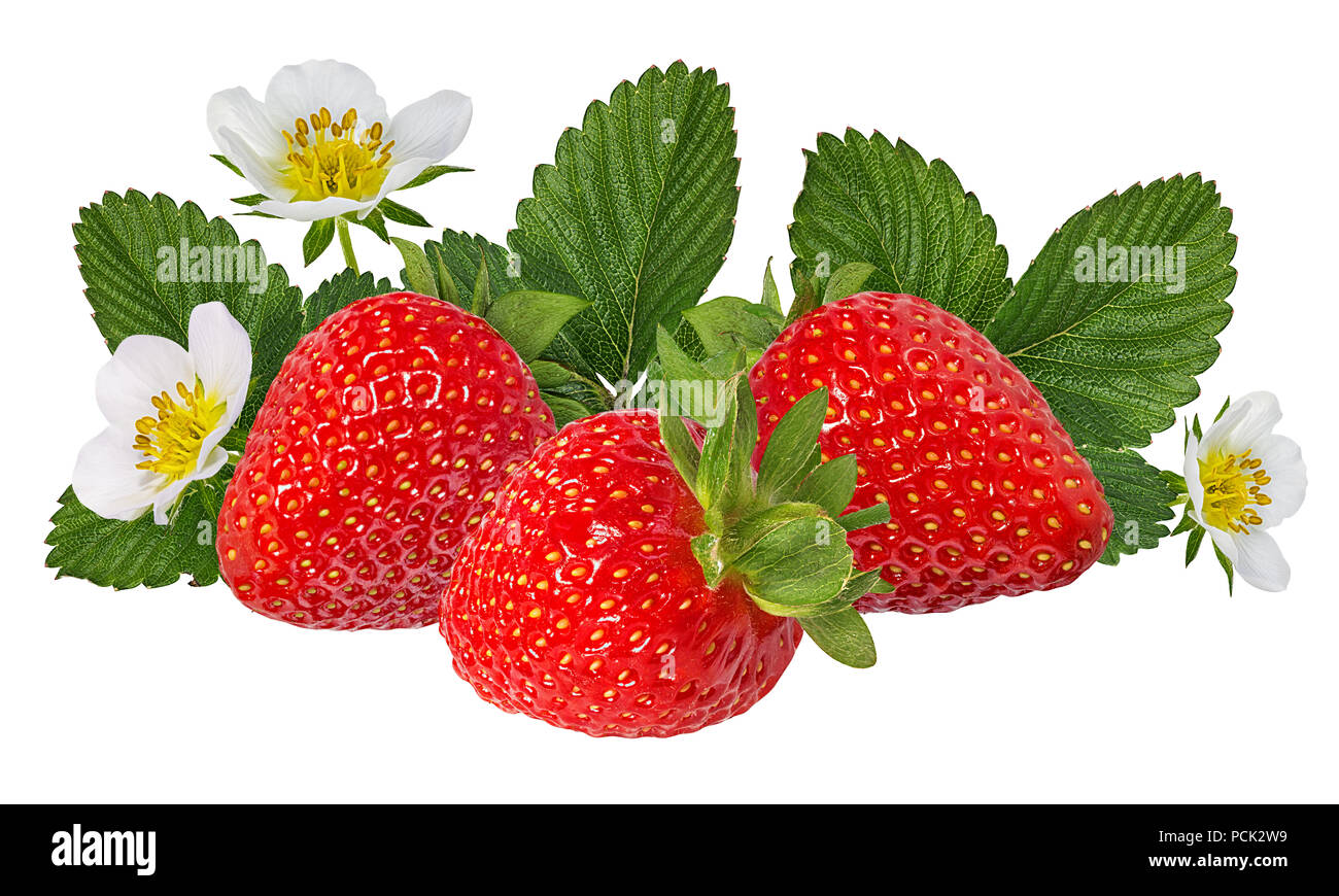 Strawberry with flower isolated on white background Stock Photo - Alamy