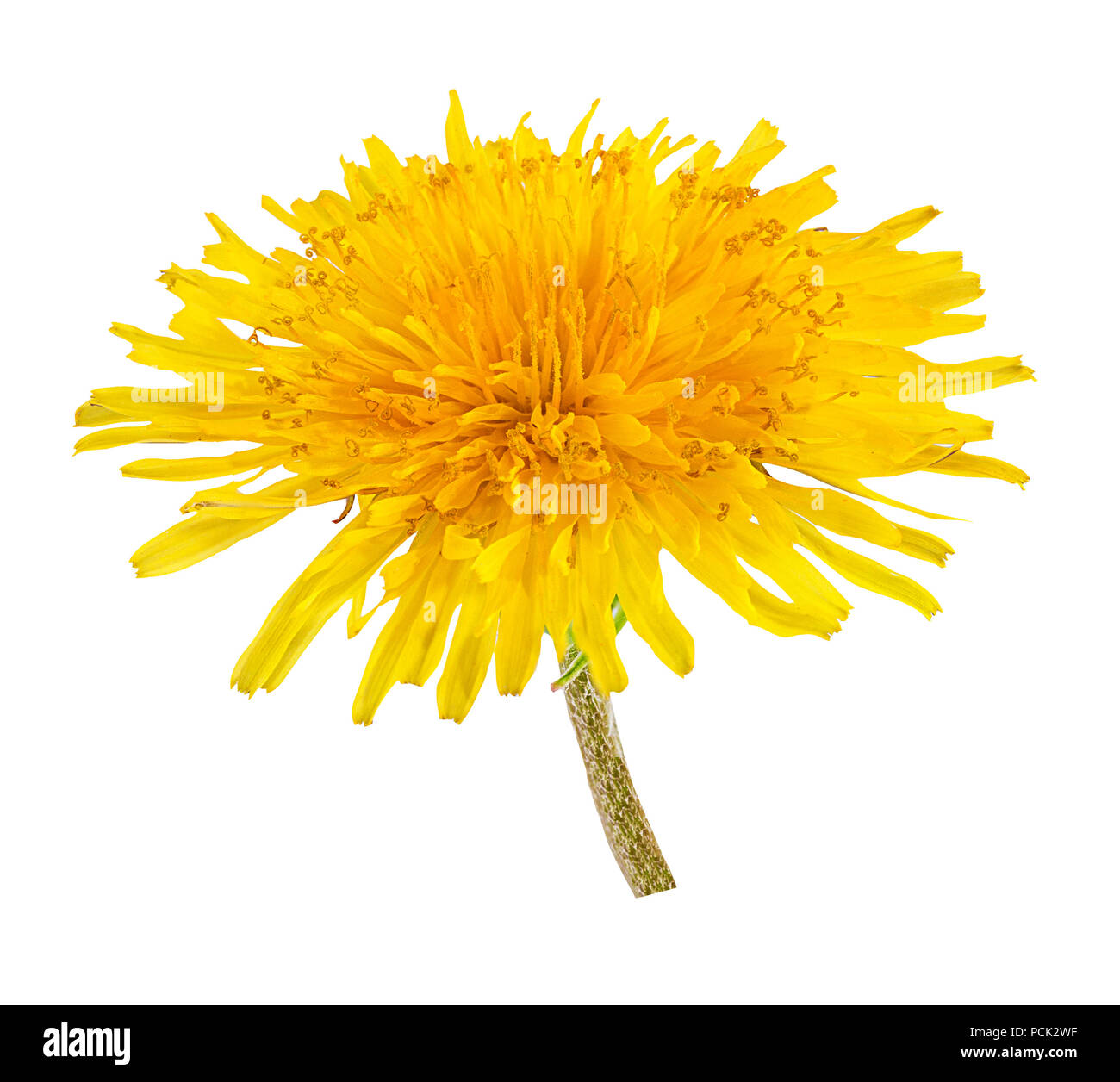Dandelion flowers isolated on white background Stock Photo - Alamy