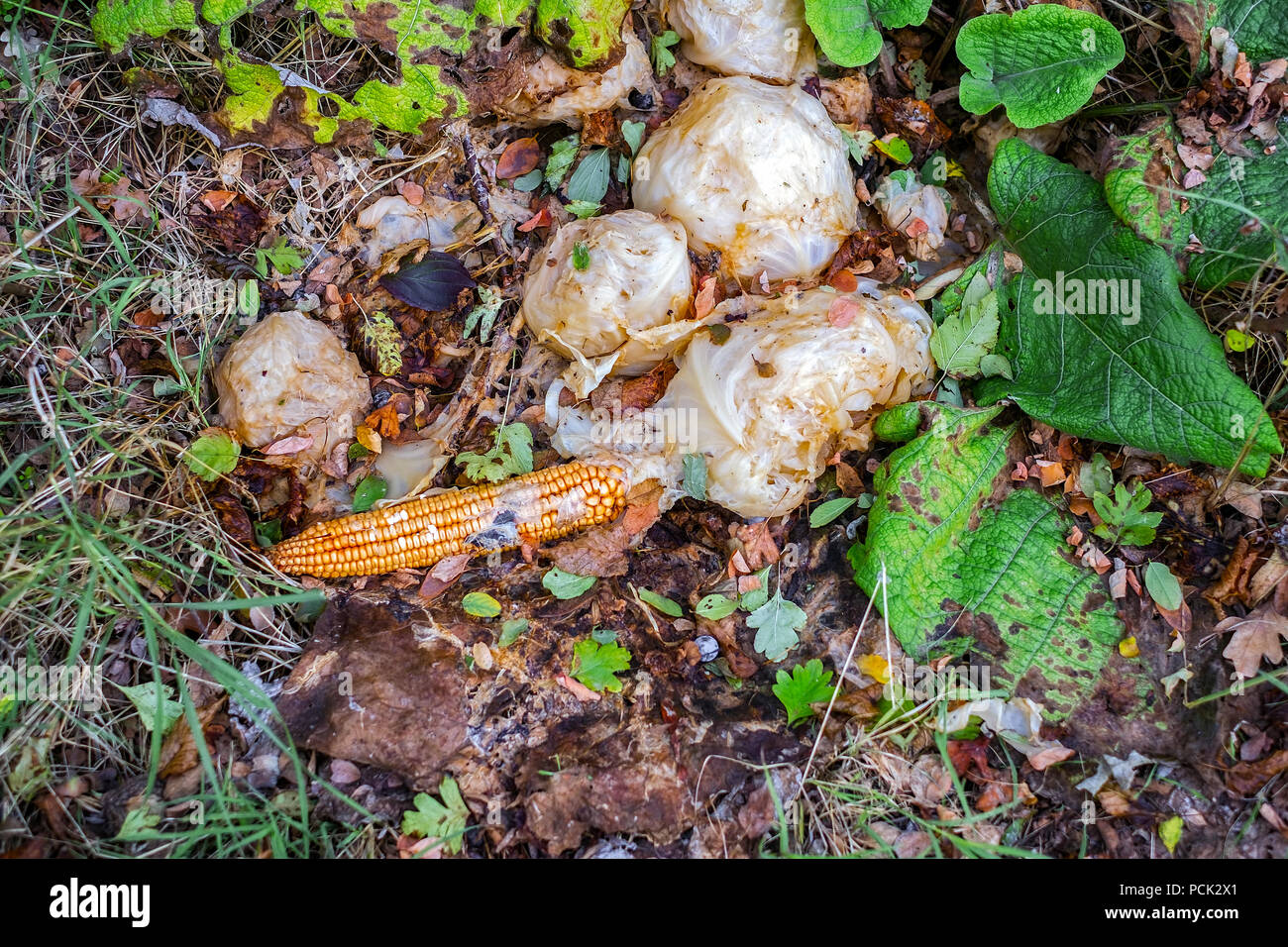 rotten food thrown Stock Photo - Alamy