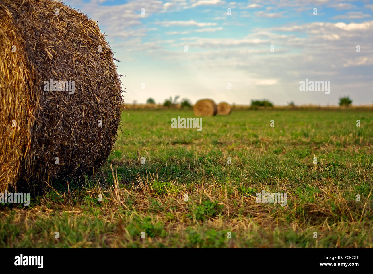 rural landscape with straw and cylindrical stacks of straw Stock Photo ...