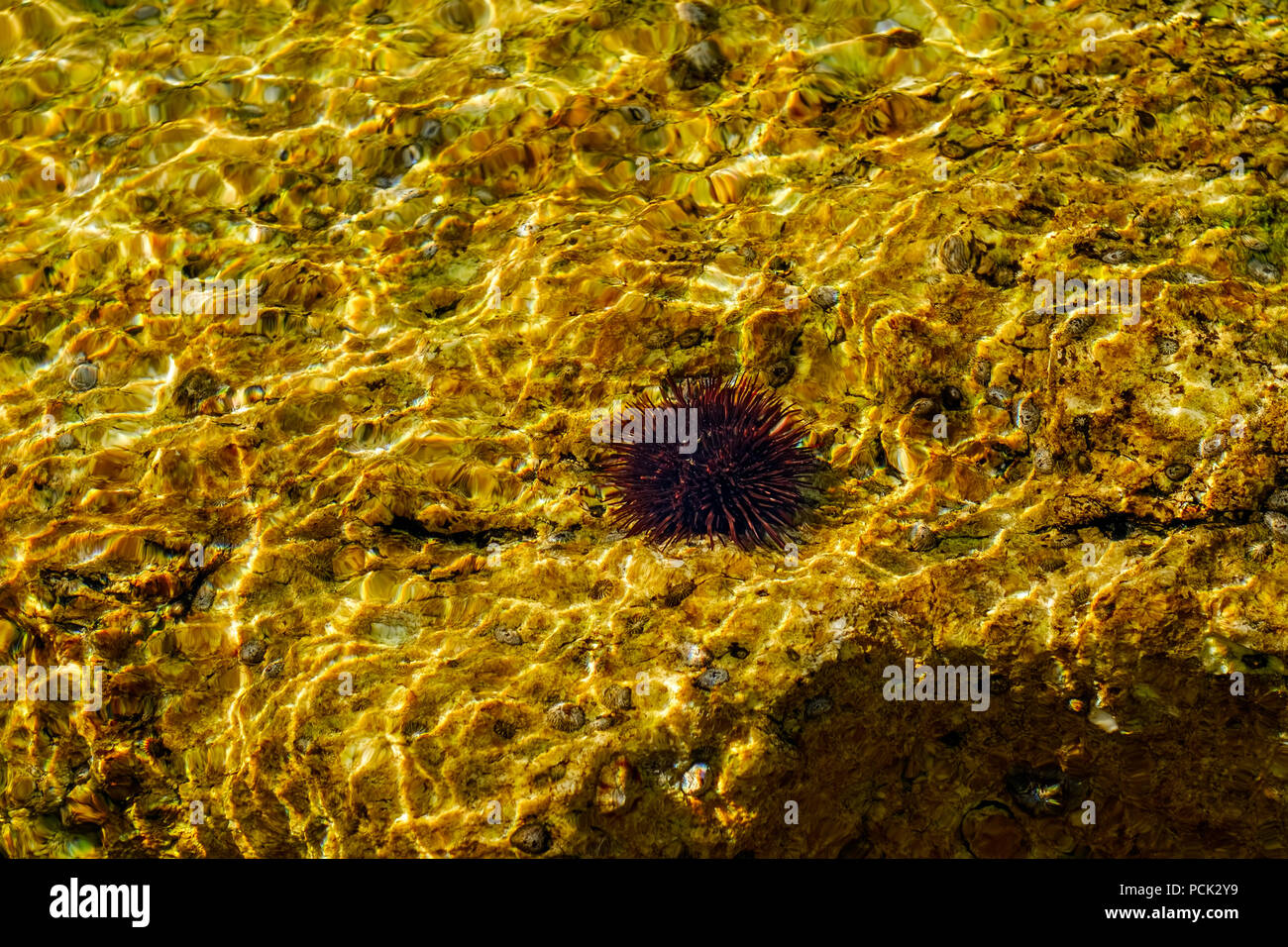 sea hedgehog under water Stock Photo - Alamy