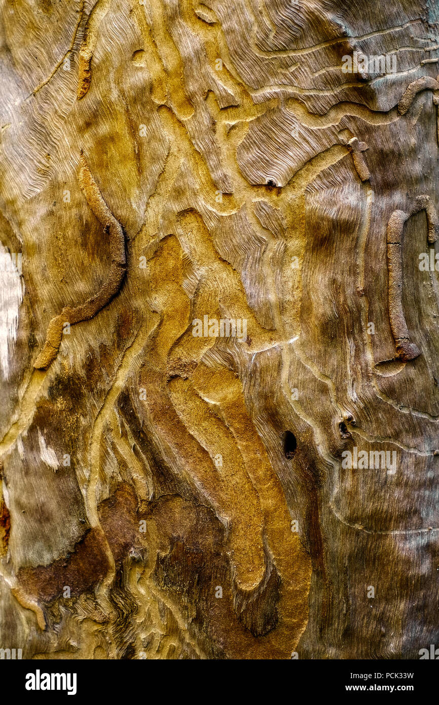 Texture of a tree Stock Photo - Alamy